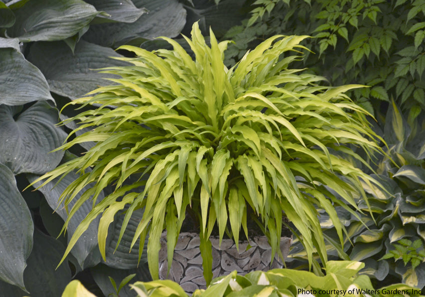 Hosta 'Curly Fries' – plant lust