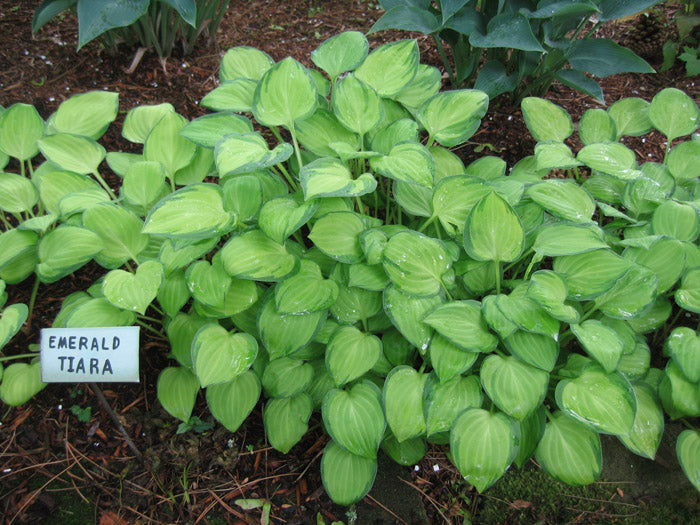 Hosta 'Emerald Tiara' – plant lust