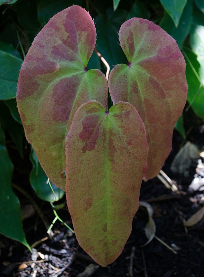 Epimedium 'Crime Scene' – plant lust