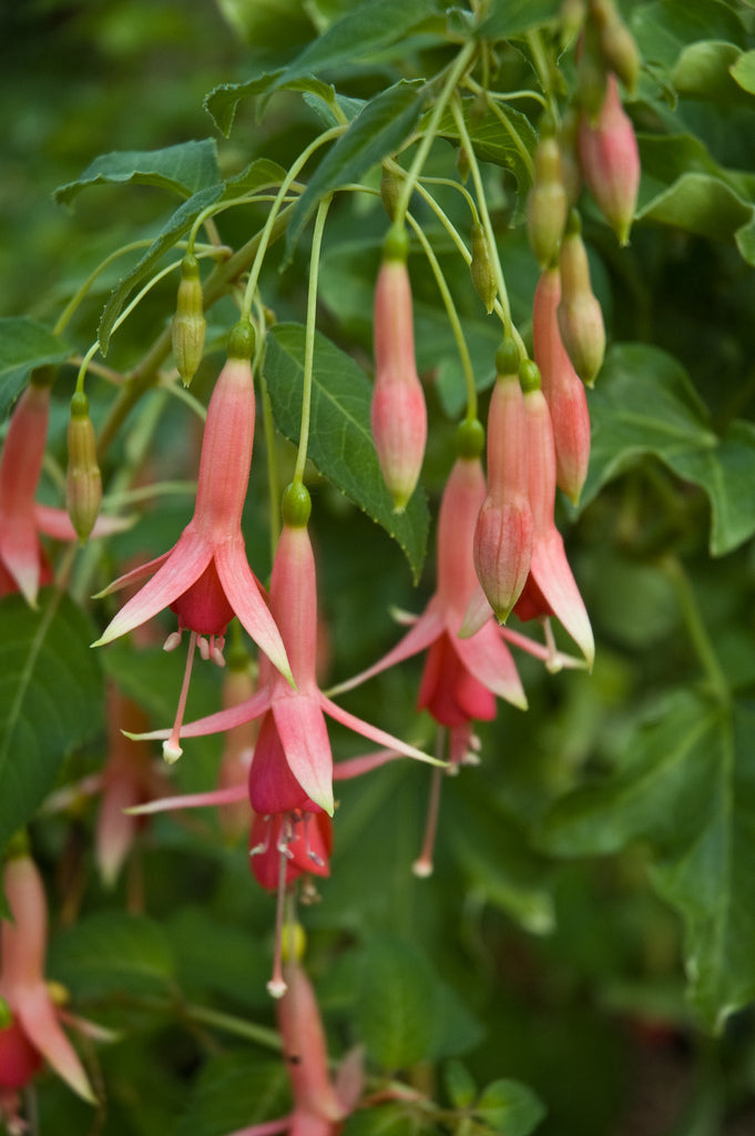 Fuchsia 'Prince of Orange' – plant lust