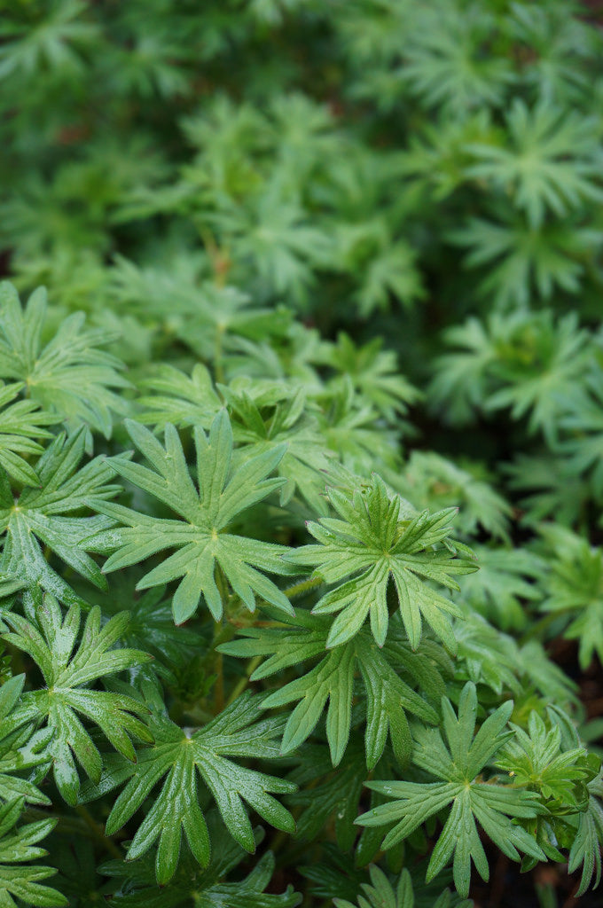 Geranium 'Tiny Monster' – plant lust