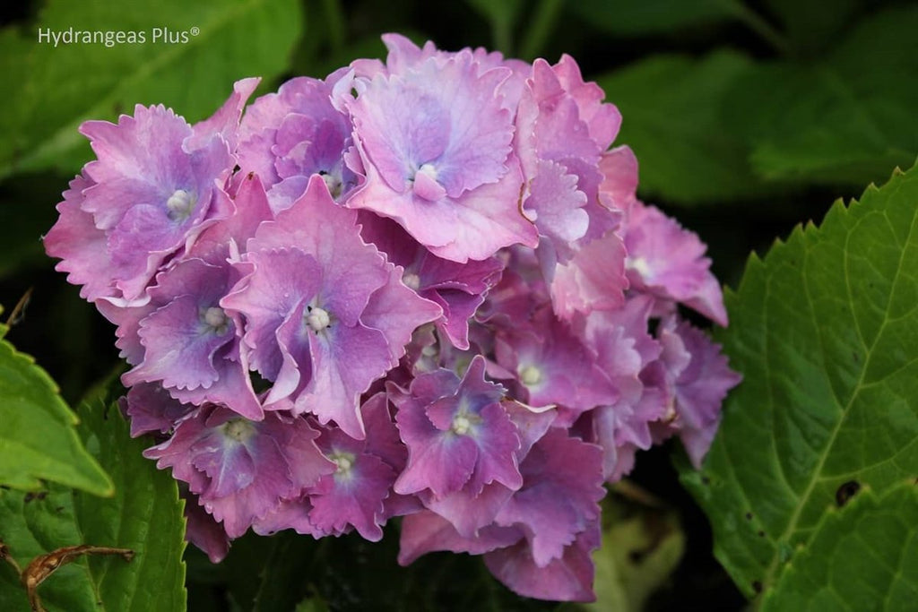 Hydrangea macrophylla 'Sadie Ray' – plant lust