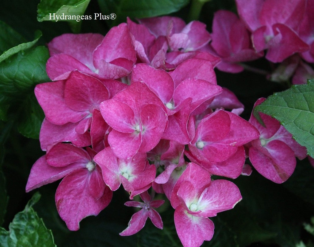 Hydrangea macrophylla 'Red Star' – plant lust