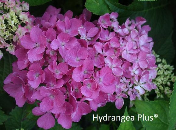 Hydrangea macrophylla 'Marissa' – plant lust