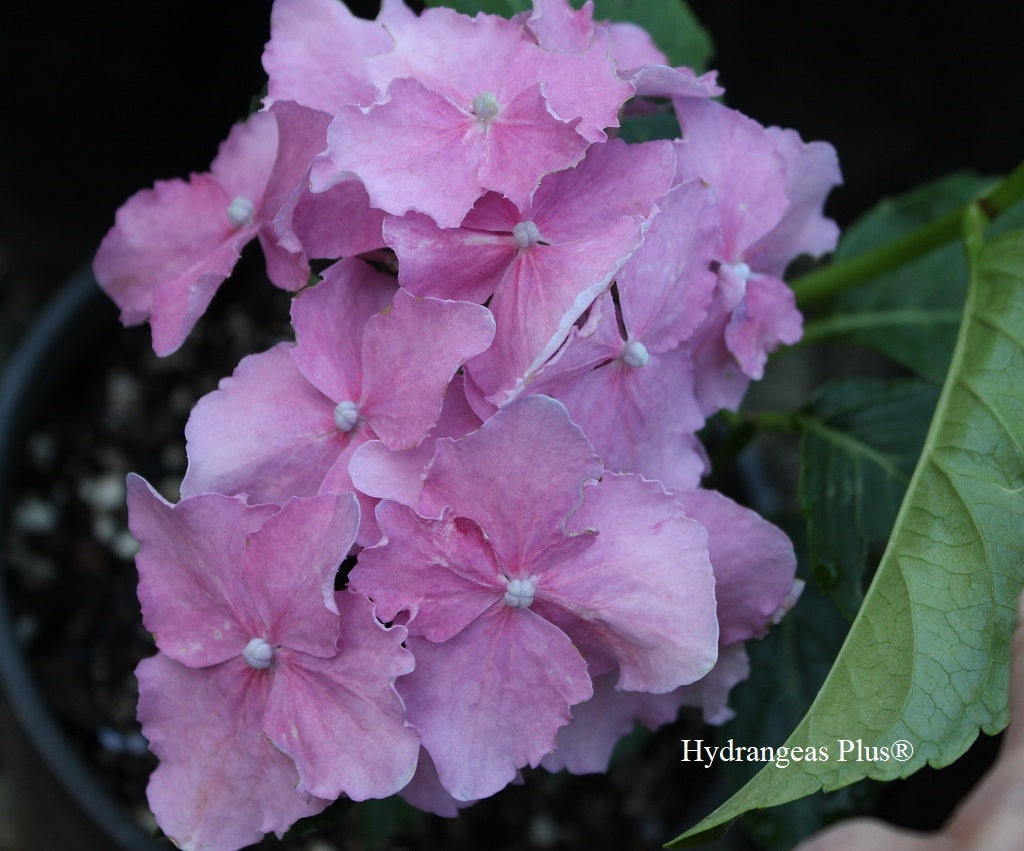 Hydrangea macrophylla 'Spike' – plant lust