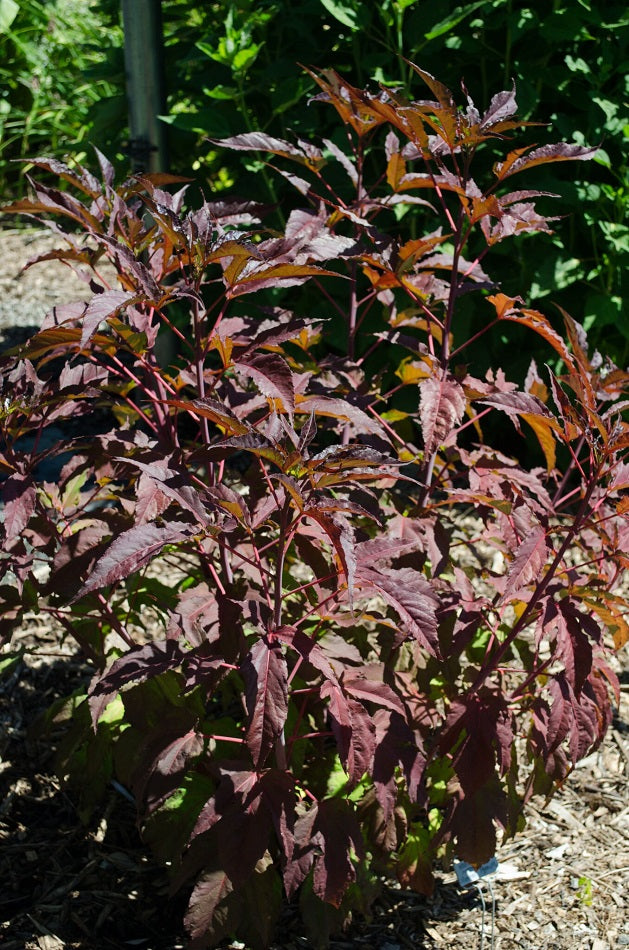 Hibiscus 'Midnight Marvel' – plant lust