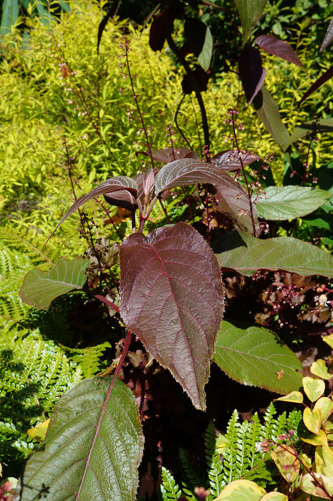 Hydrangea aspera 'Red Fred' – plant lust