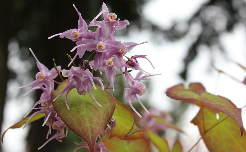 Epimedium 'Lilac Cascade' – plant lust
