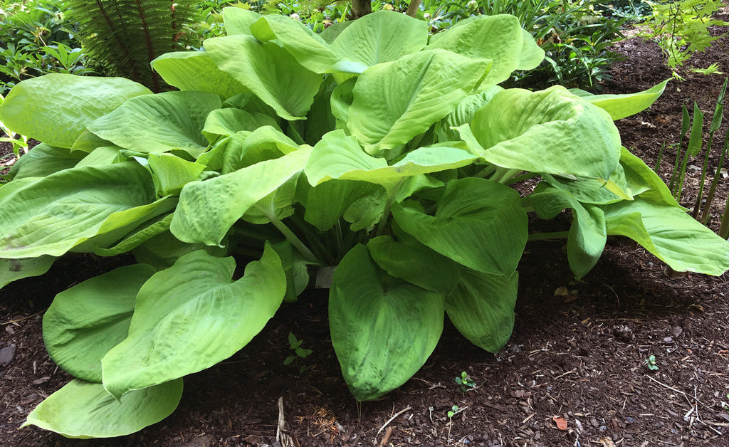 Hosta 'Lemon Meringue' – plant lust