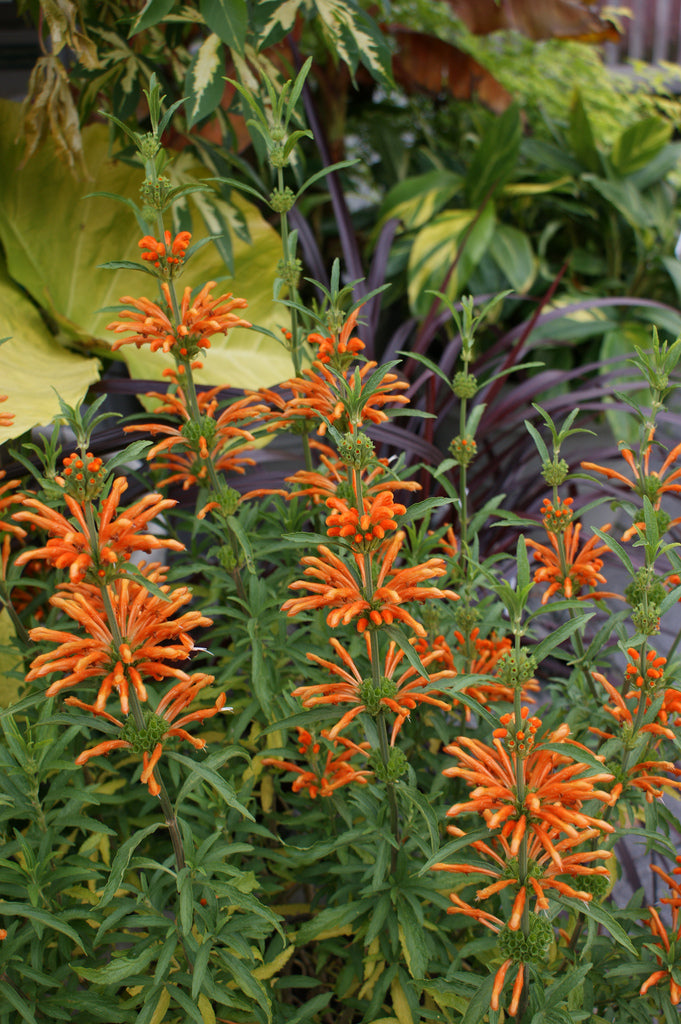 Leonotis leonurus – plant lust