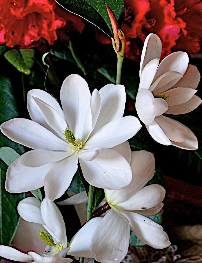 Magnolia 'Inspiration' – plant lust