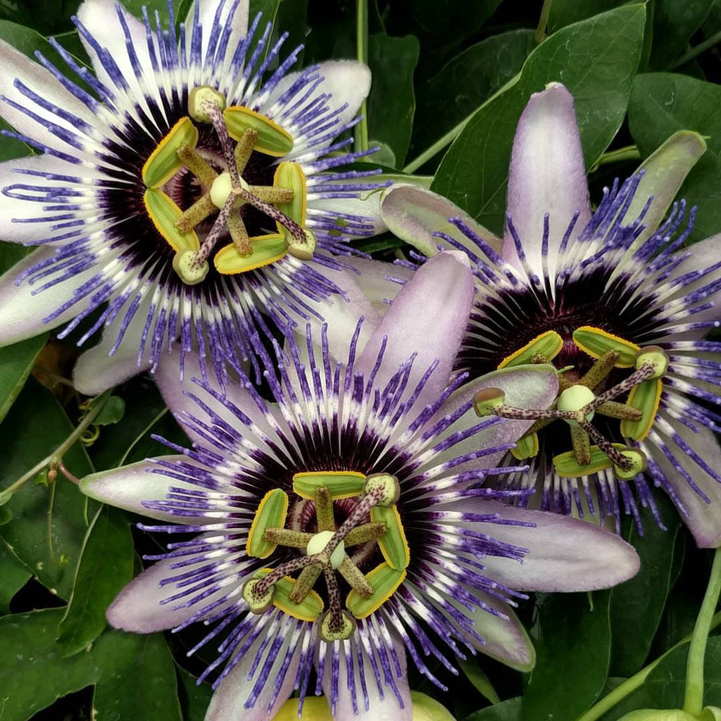 Passiflora 'Damsel's Delight' – plant lust