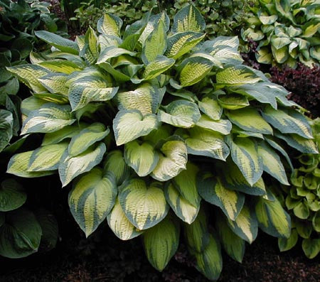 Hosta 'Paul's Glory' – plant lust