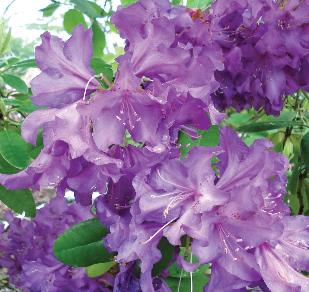 Rhododendron 'Purple Passion' PP 9981 – plant lust
