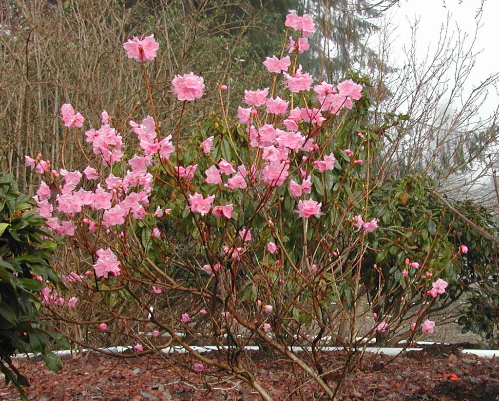 Rhododendron mucronulatum 'Cornell Pink' – plant lust