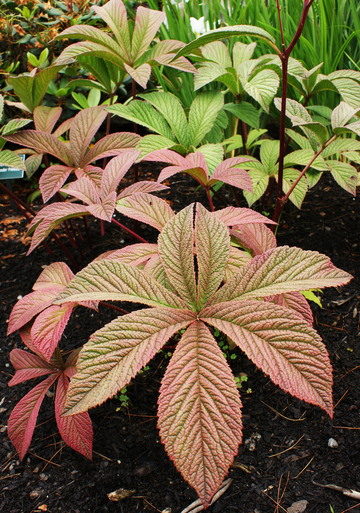 Rodgersia pinnata – plant lust