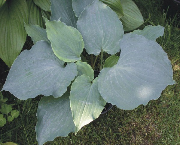 Hosta 'Sky Dancer' – plant lust