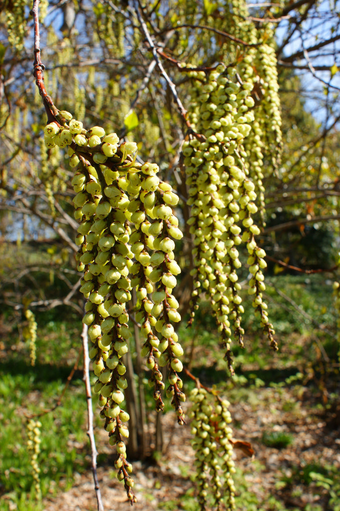 Stachyurus praecox – plant lust