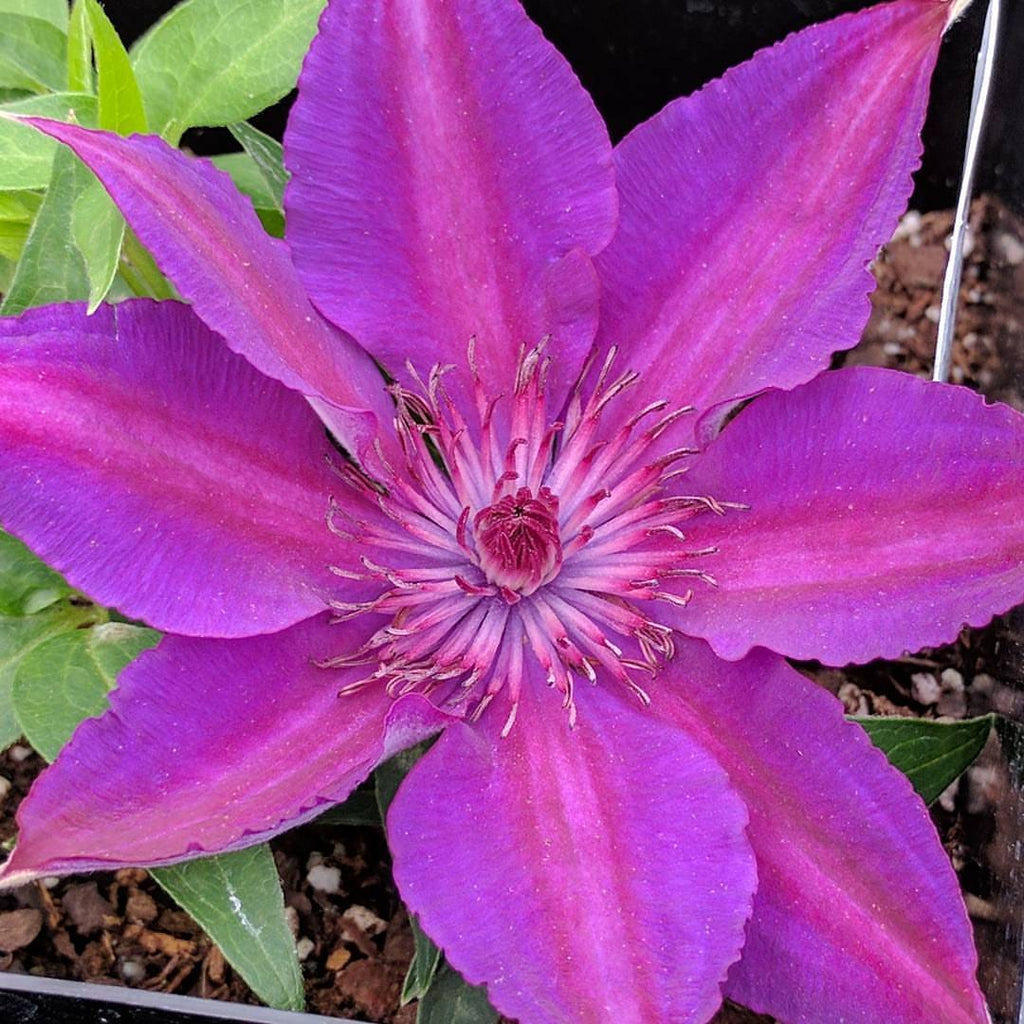 Clematis 'Edda' – plant lust