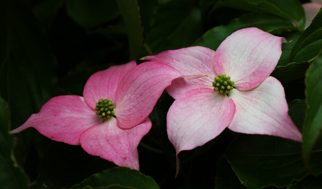 Cornus kousa 'Beni Fuji' – plant lust