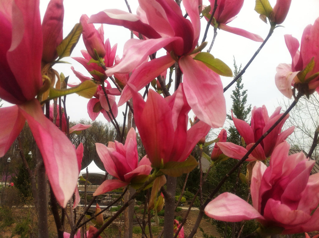 Magnolia x 'Daybreak' – plant lust