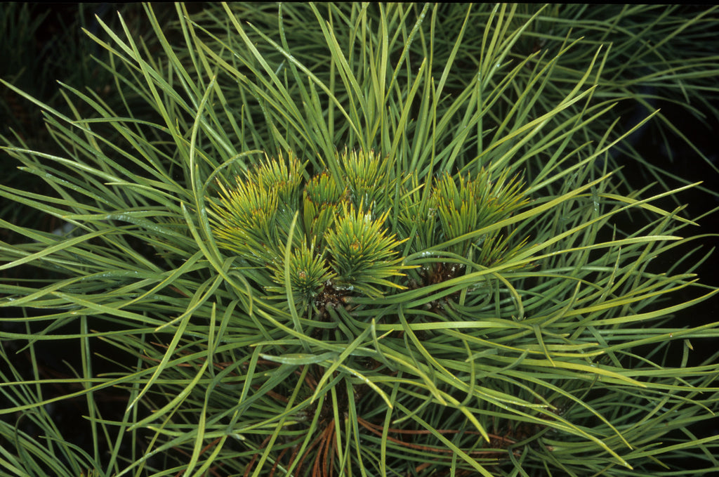Pinus nigra 'Wurstle' – plant lust