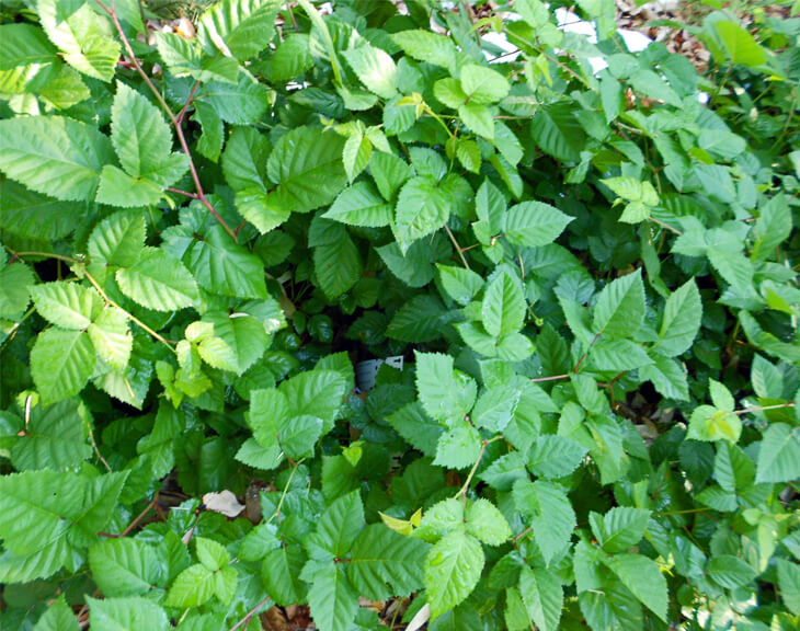 Chester Thornless Blackberry (aka Rubus 'Chester') – plant lust